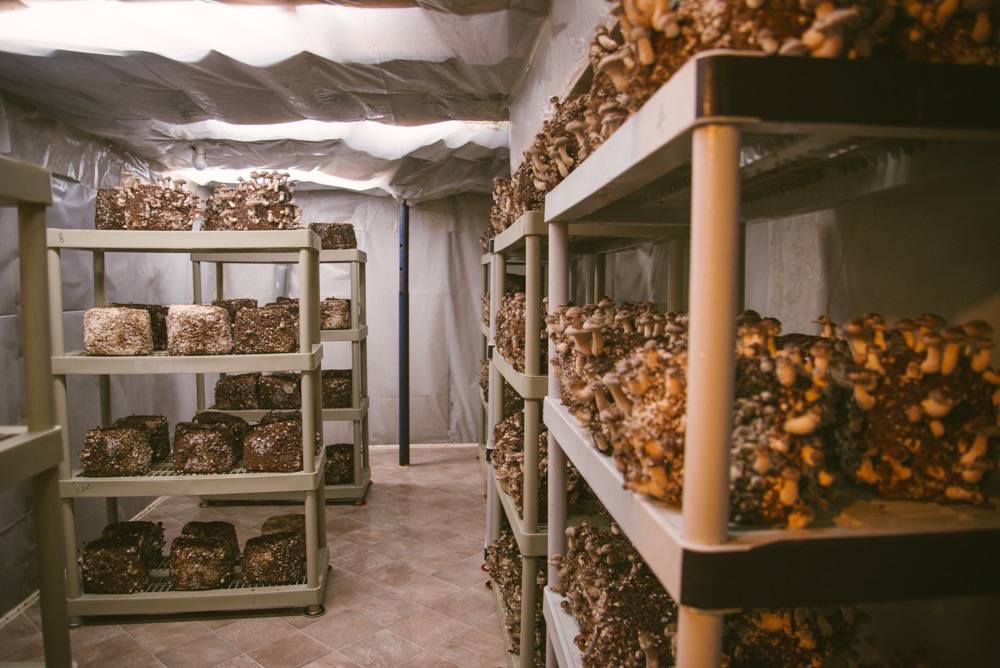 Fruiting Mushrooms: A Fruiting Room Example From Commercial Growers [V ...