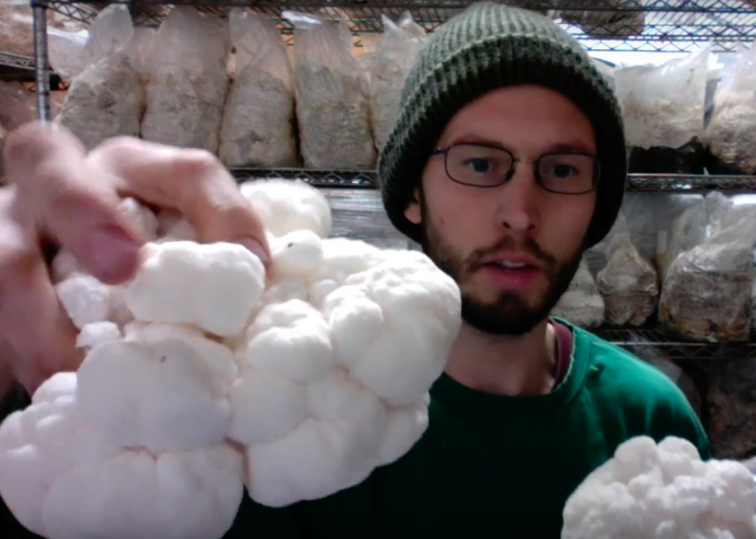 Do Mushrooms Have Roots? A Lesson on How Mushrooms Grow [Video] – Fungi ...