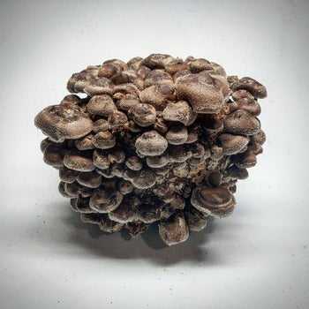 When Shiitake Mushrooms are Ready to Harvest & How to Dry Shiitake Mus ...