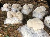 Emerging Mycologist Bundle (45% off) – Fungi Ally