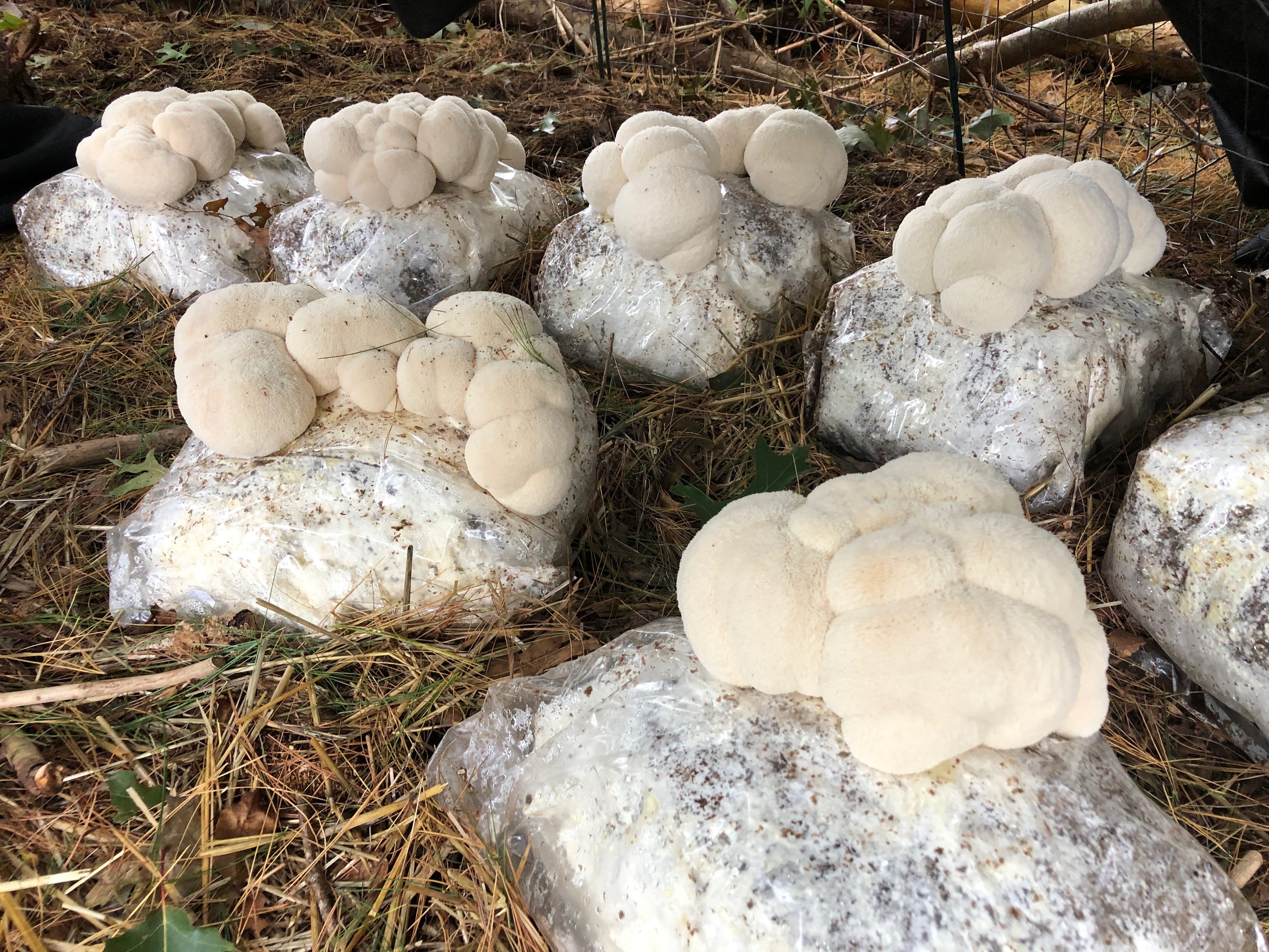 Emerging Mycologist Bundle (45% off) – Fungi Ally